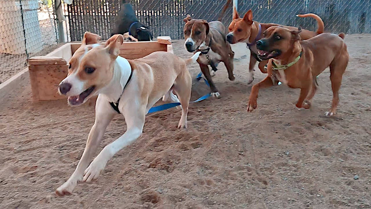 Dogs playing: Episode 53 - YouTube