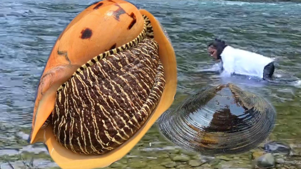 The girl picked up a clam shell in the turbulent river, with precious ...