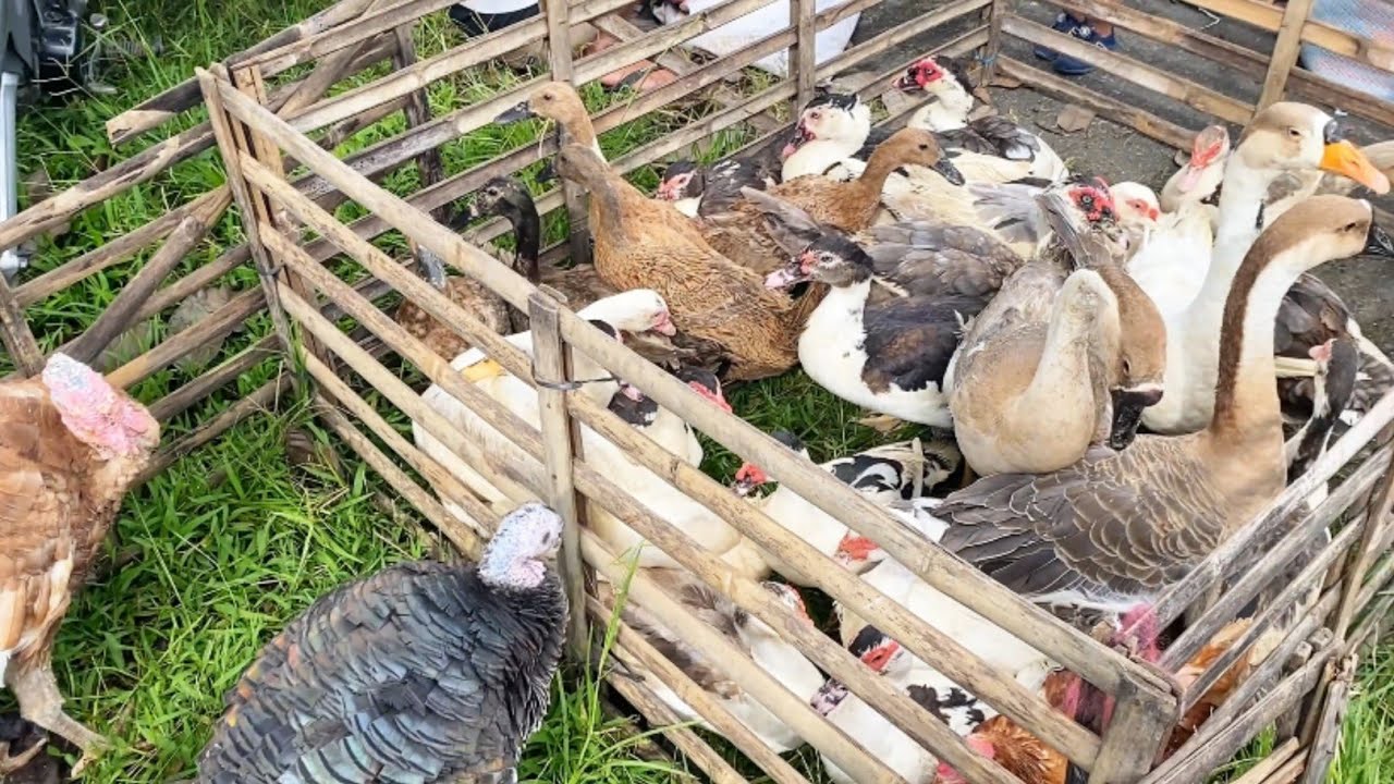 Pasaran Harga Angsa Soang Banyak Ayam Kalkun Entok Kelinci, Pasar Pon ...
