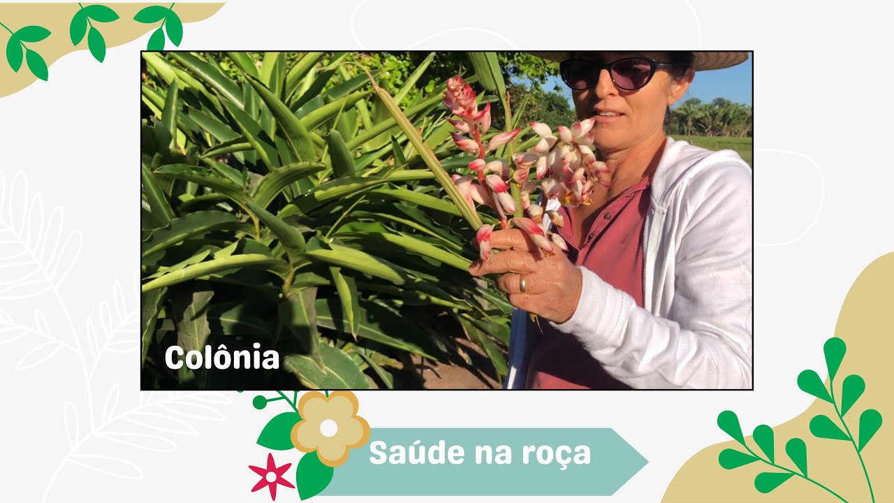 Colônia Planta medicinal - YouTube