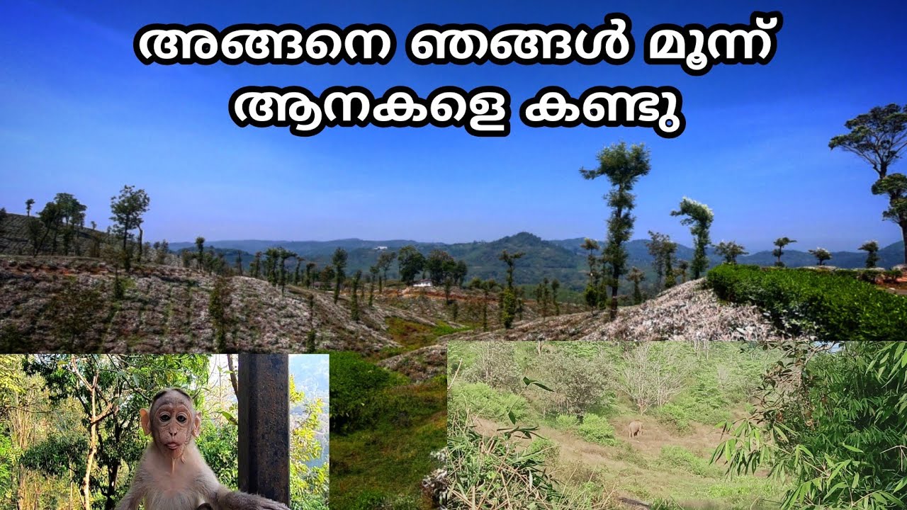 Malakkappara Elephant || Kerala forest wild elephant Malakkappara ...