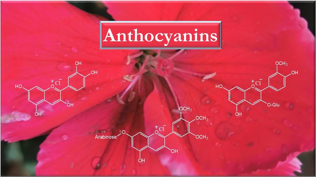 Anthocyanins, Introduction and structure elucidation - YouTube