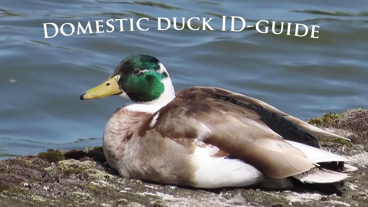 Domestic Duck Identification Guide How To Recognize A Manky Mallard Youtube