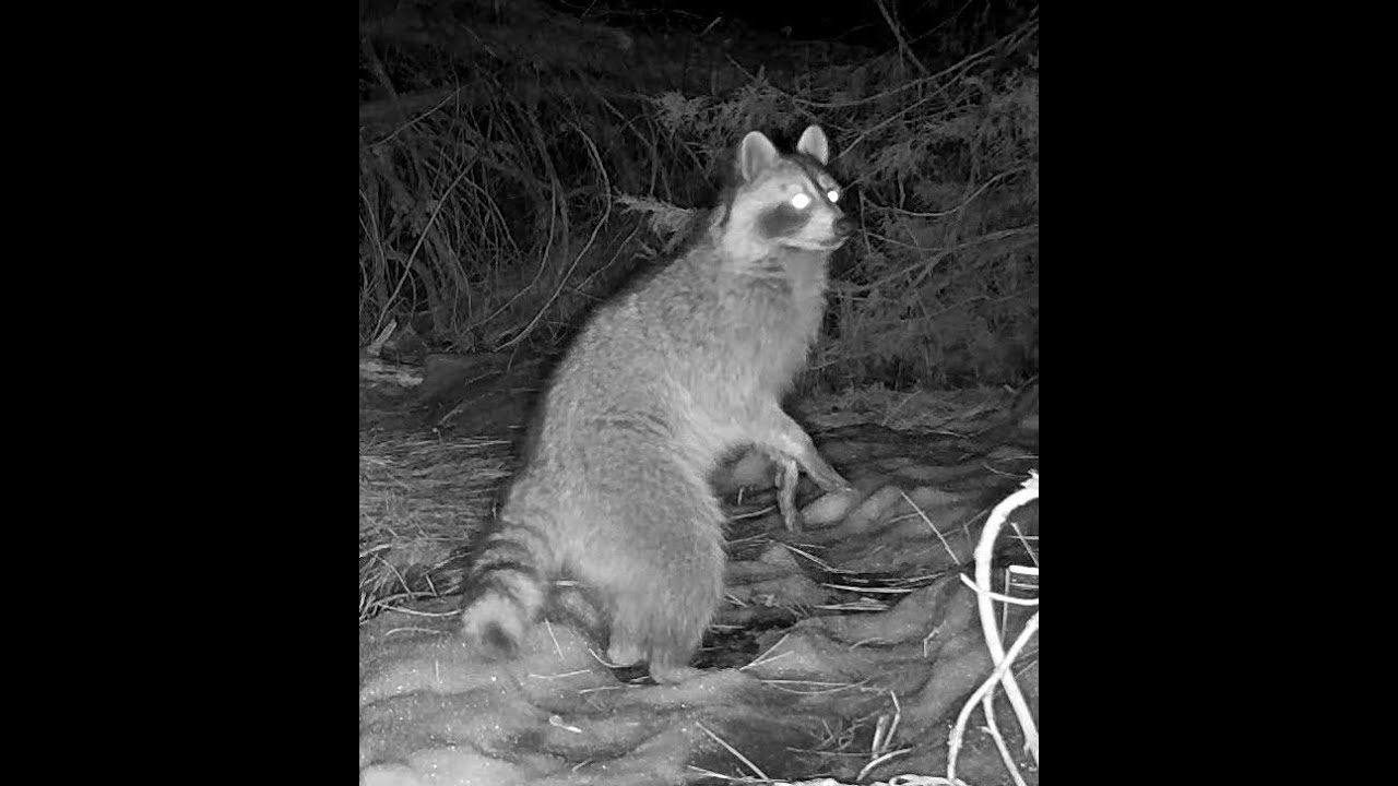 Raccoon Wildcat Hills Nebraska 2 21 23 154am - YouTube