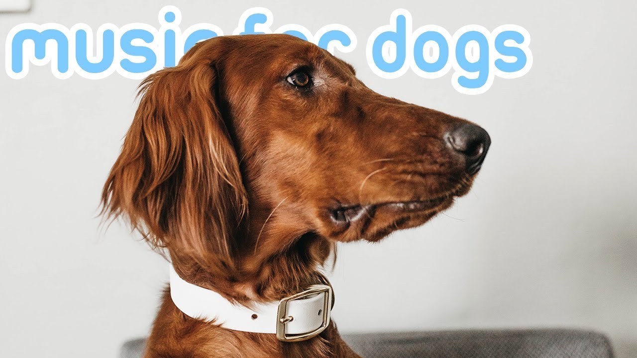 Dog Listening To Music Gif