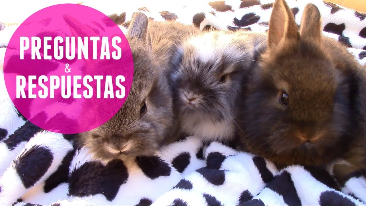 Bebés de conejo - PREGUNTAS FRECUENTES - YouTube