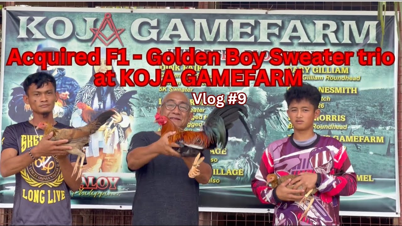 Acquired F1 - Golden Boy Sweater trio at KOJA GAMEFARM ( Home of ...
