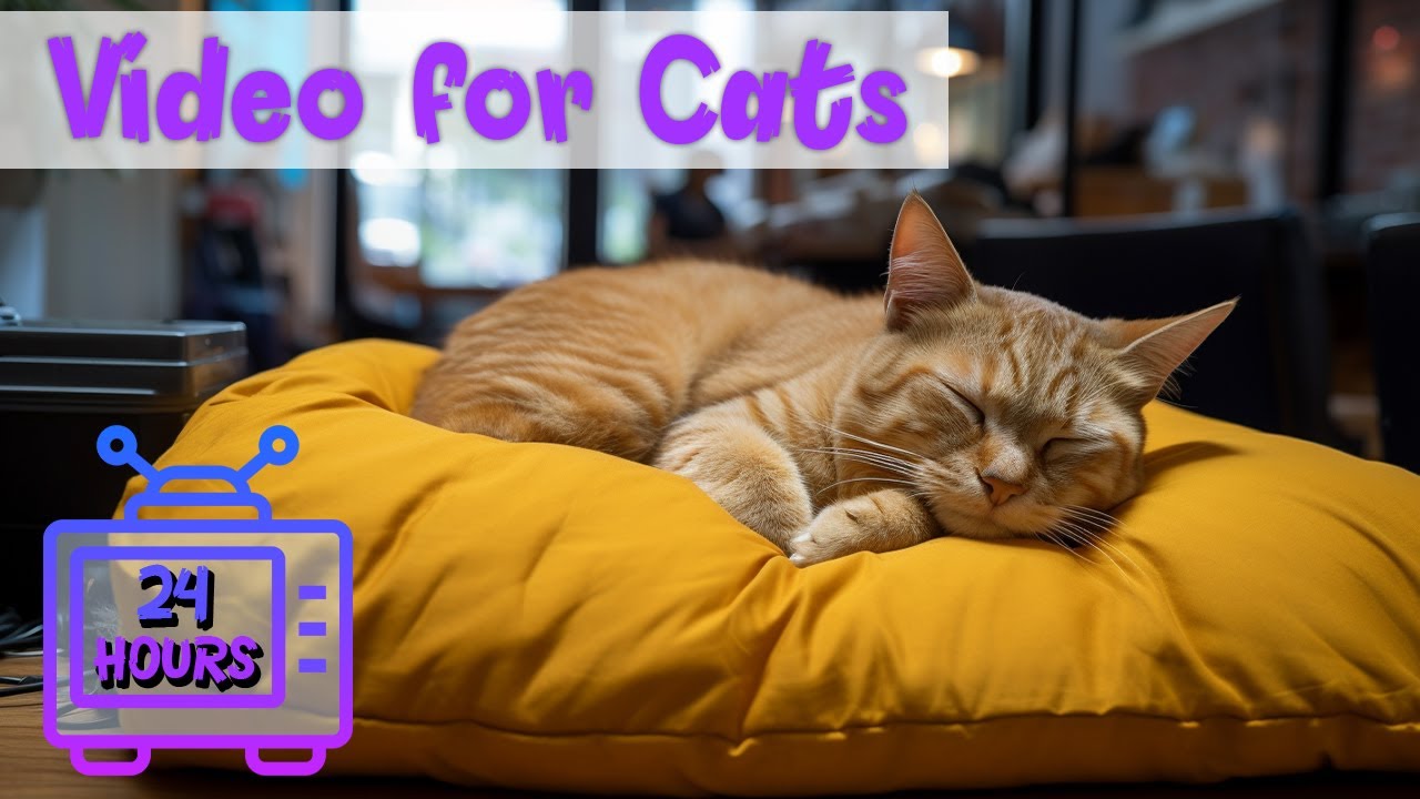 24 HOUR Calming Music for Cats with Anxiety | Sleep Music for Cats ...