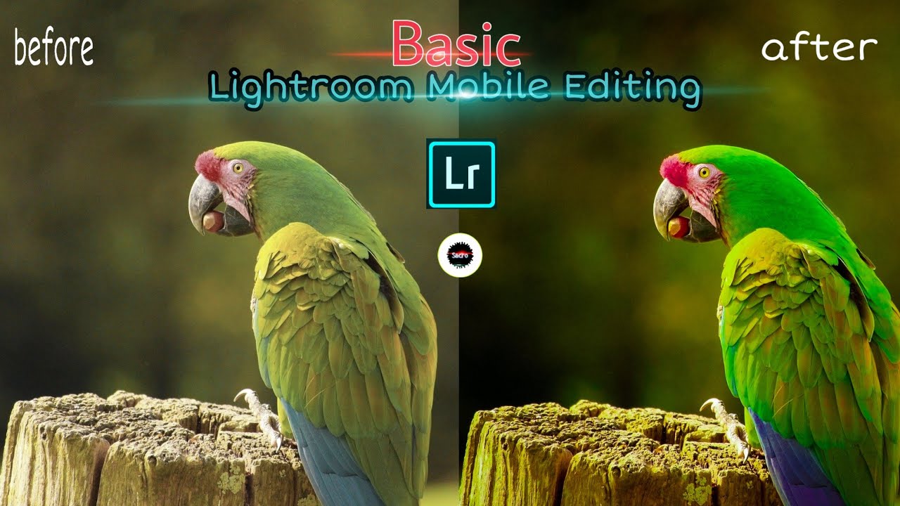 Colorful image in Lightroom! basic editing tutorial on mobile! Natural colour look! bird photo ...