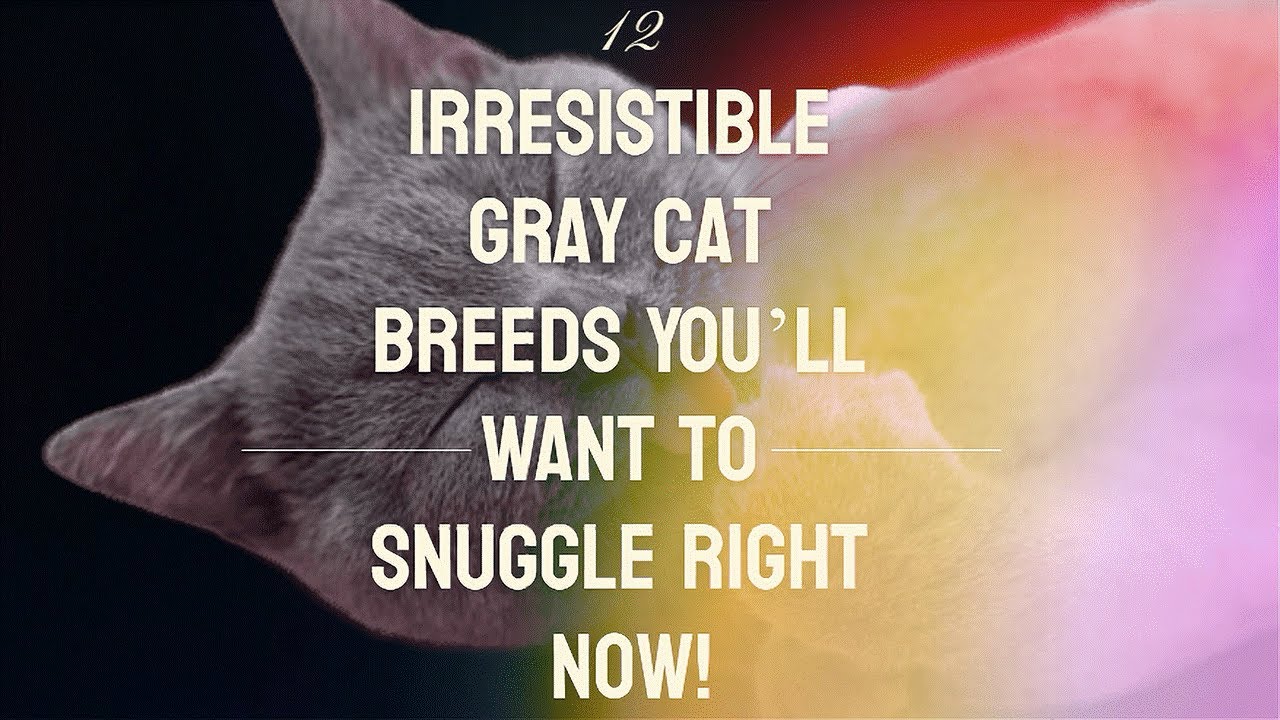 12 Irresistible Gray Cat Breeds You’ll Want to Snuggle Right Now! - YouTube