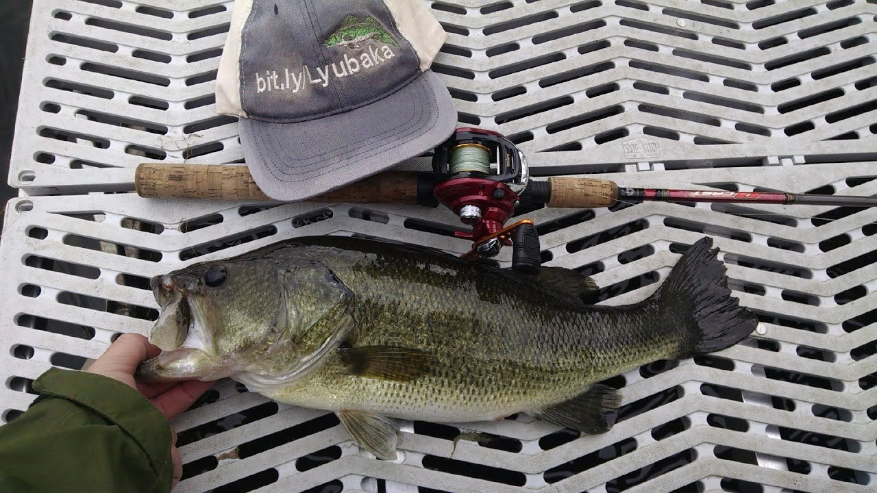 "Bass Slammin' Gills" Drive-by Pond Bassin (Golden Edition) Largemouth ...