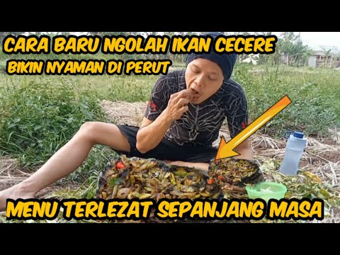 🔴MENU OLAHAN KAMPUNG‼️mencari dan mengolah ikan gendot - YouTube