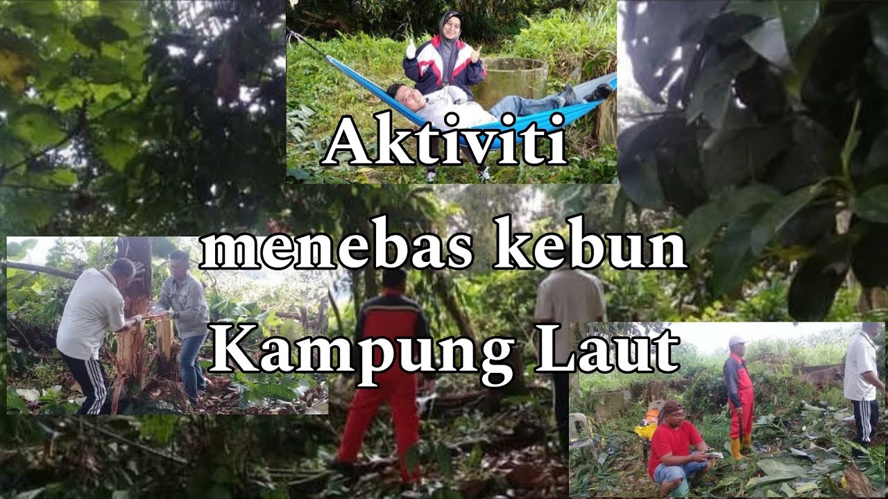 Aktiviti menebas kebun durian | Kampung laut - YouTube