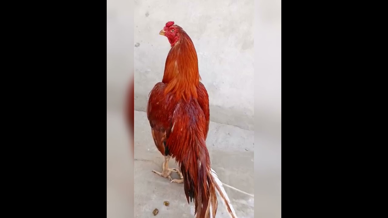 peela High quality Aseel bloodline mainwali breed And cheena Chick's ...