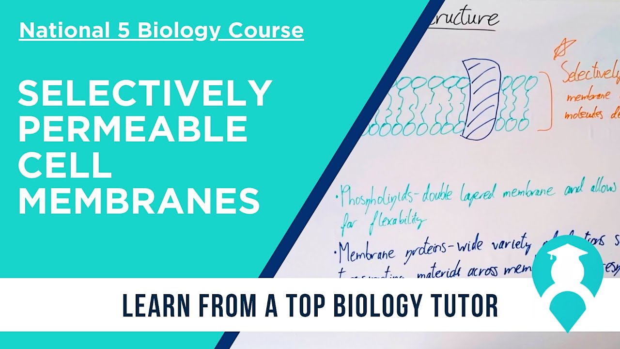 Cell Membrane Structure - National 5 Biology - YouTube