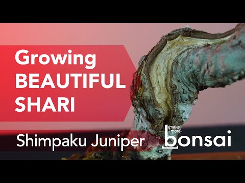 Make a Juniper Bonsai More Intriguing... Grow Beautiful Shari Textures
