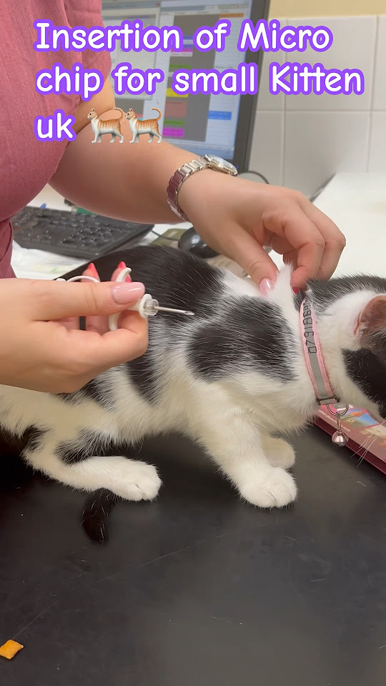 Insertion of microchip under skin of kitten uk England |🐈🐈| - YouTube