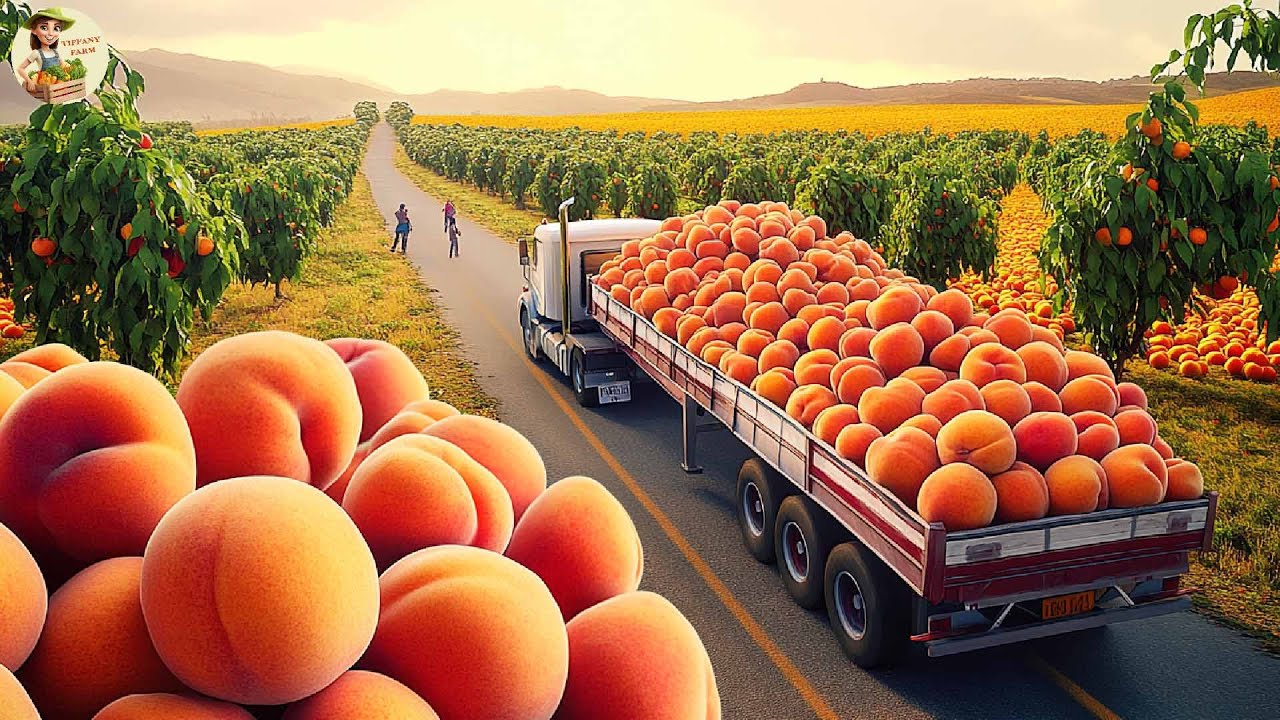 Peaches Mega Factory: Processing Millions of Canned Peaches - YouTube