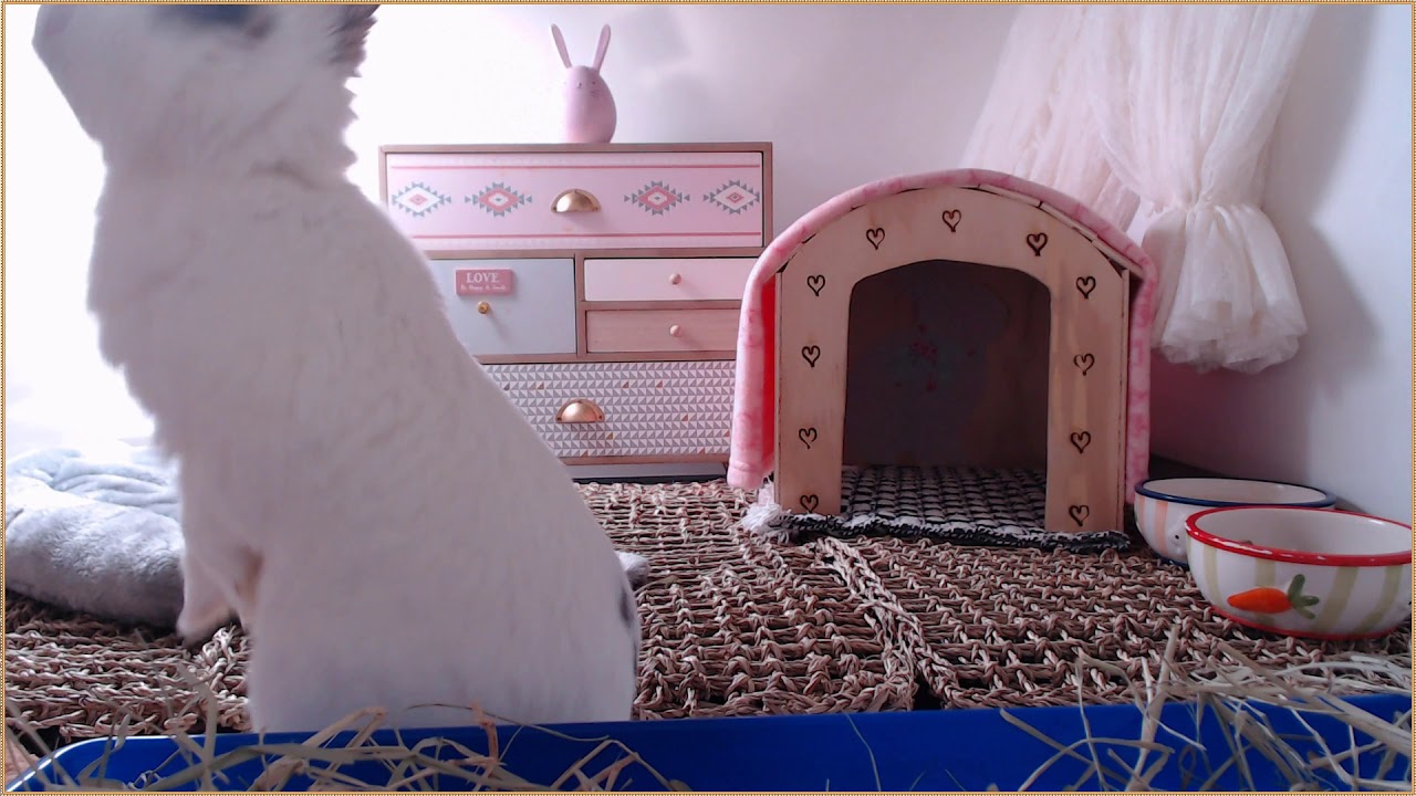 DOOM and Bunny. Finishing DOOM 1 - YouTube