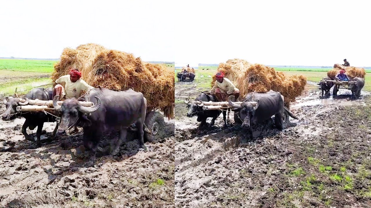 Four Loaded Buffalo cart Stuck deep mud | Buffalo cart Accident ...