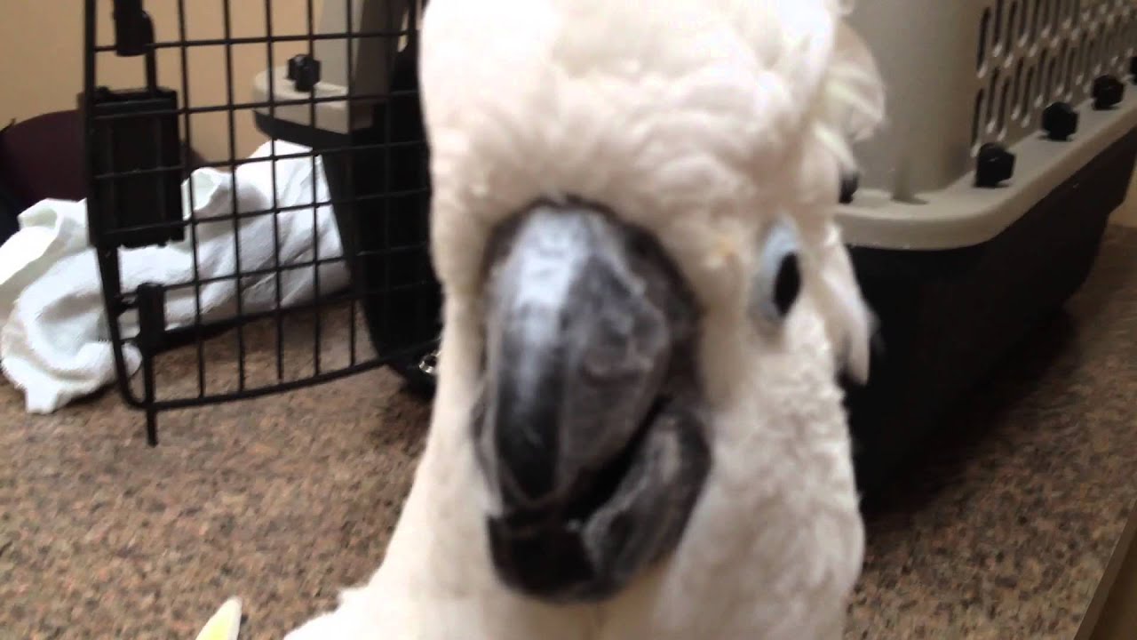 Cockatoo with the GOOD POOP in for purchase exam - YouTube