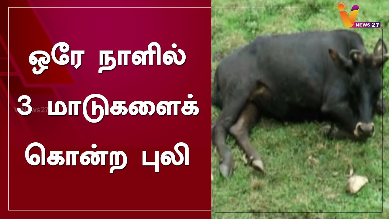 ஒரே நாளில் 3 மாடுகளைக் கொன்ற புலி | Tiger | Cow | Munnar - YouTube