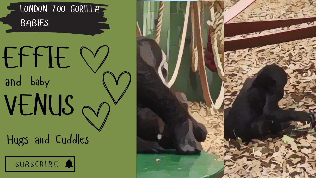 Gorilla mum Effie showing her love for baby Venus - YouTube