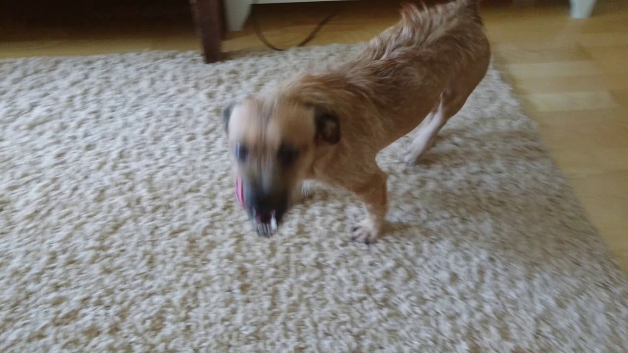 Trebolin hymy - YouTube