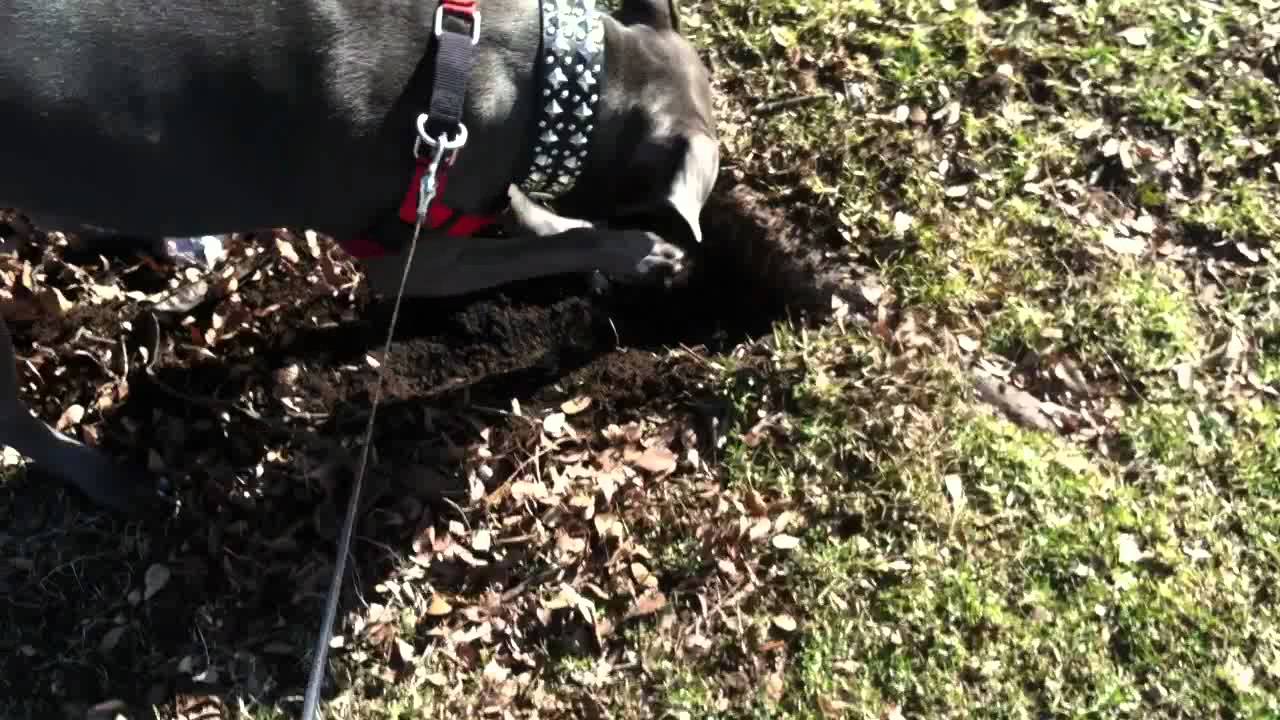 Mugen The Pitbull Trys To Dig Up Tree Root - Stubborn Dog is Stubborn ...