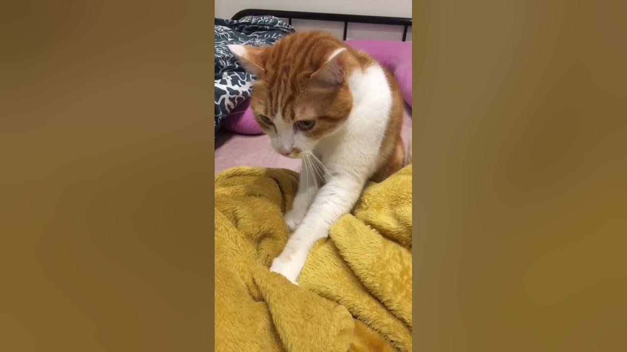 Cat Kneading Before Sleep 🐈 私の猫はこねています 🇫🇷 꾹꾹이 하는 고양이 Youtube