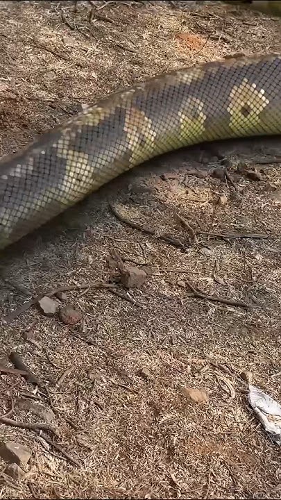 Biggest Python #bigpython #snake #cobra #giantpython #bigsnake #film #anaconda #wildlife - YouTube