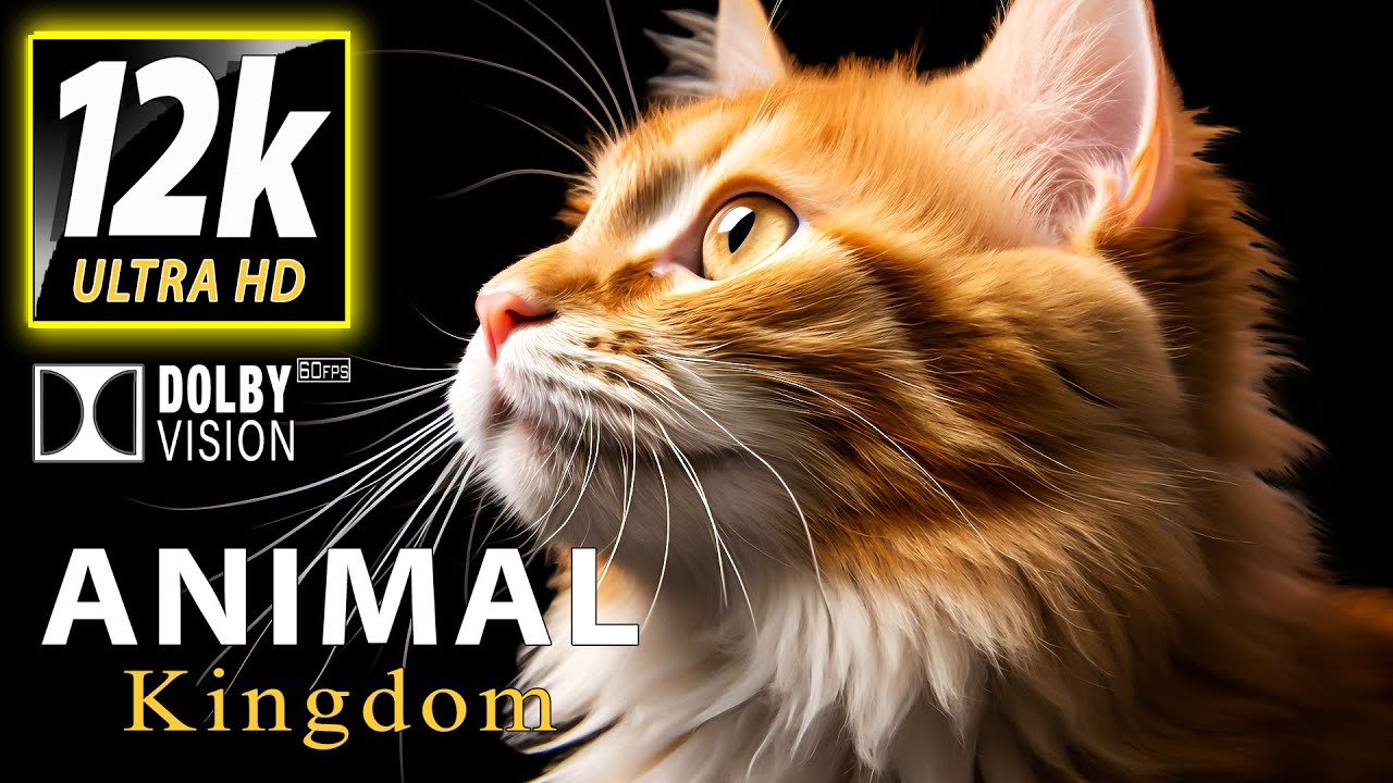 The Amazing Animal Kingdom 12K 60fps HDR - Best Oled TV 2024 With ...