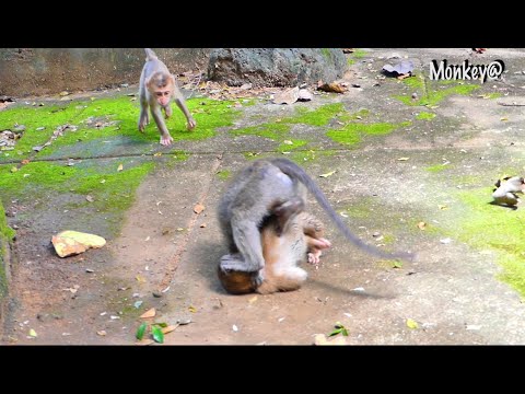 Oh god..! MINO monkey steps on SARO's head. - YouTube