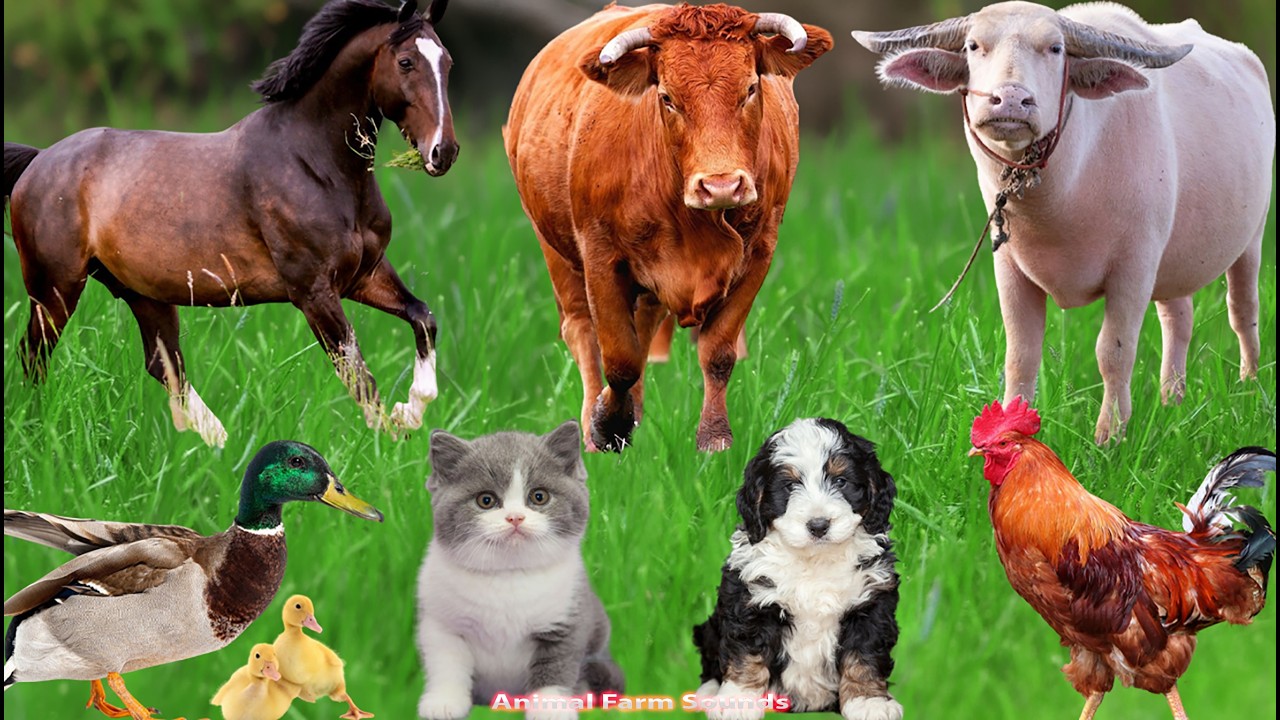 Farm Animal Life: Elephant, Dog, Deer, Chicken, Sheep, Cat, Pig, Horse ...