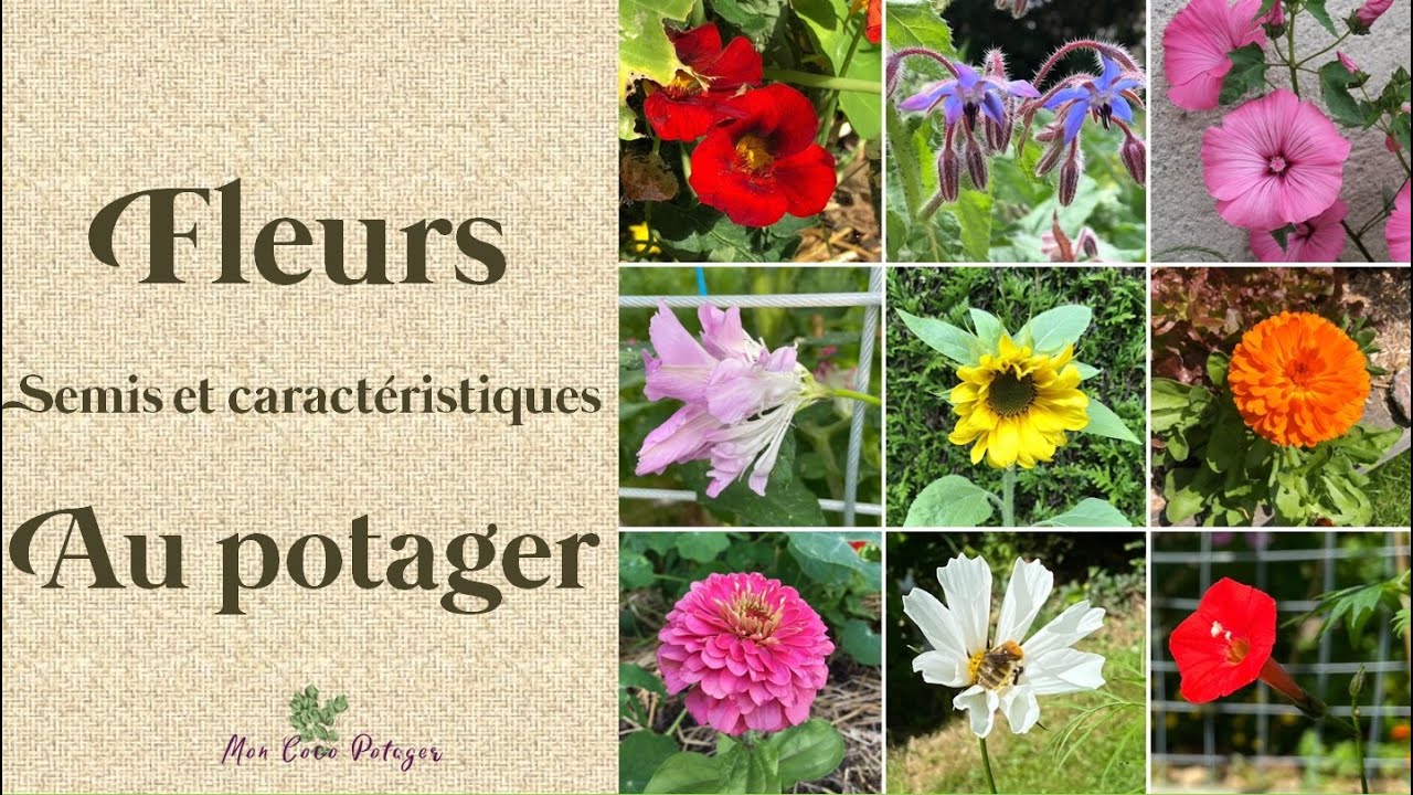 Pourquoi et comment semer les 9 fleurs utiles au potager ? - YouTube