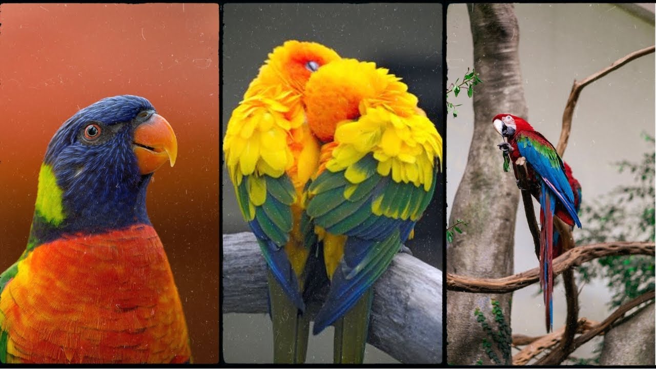 The Most Colorful Parrots in the World | Amazing Parrots Around Us ...