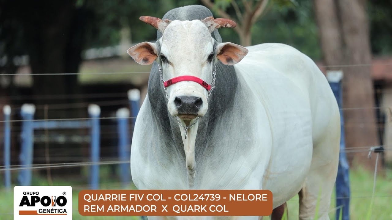 QUARRIE FIV COL - COL24739 - REM ARMADOR X QUARK COL - NELORE 1 - YouTube