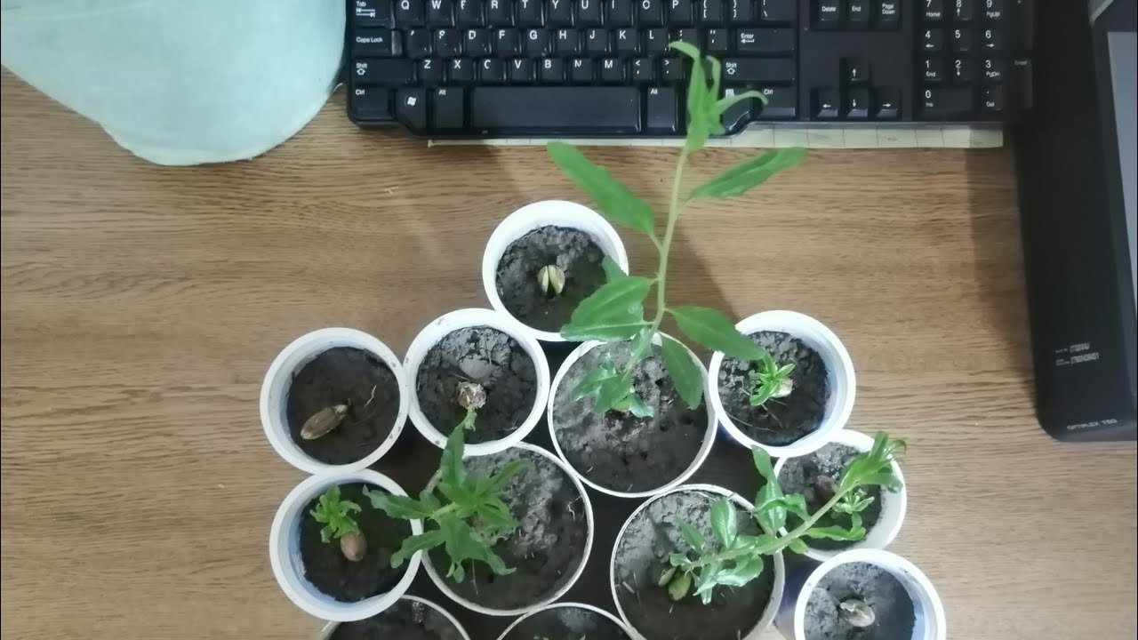 How To Grow Almond / Badaam From Seeds. Badaam Ko Seed Sy Grow krain ...
