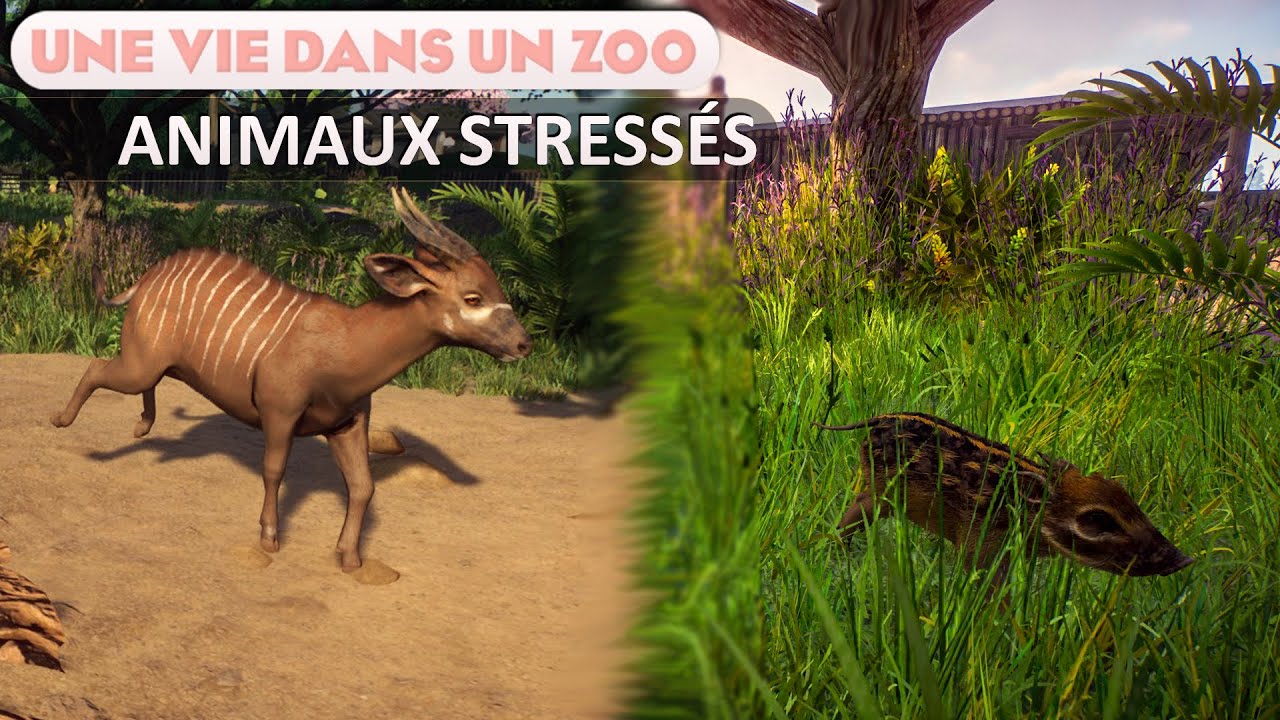 Régler définitivement le problème des Animaux Stressés | Épisode 33 ...