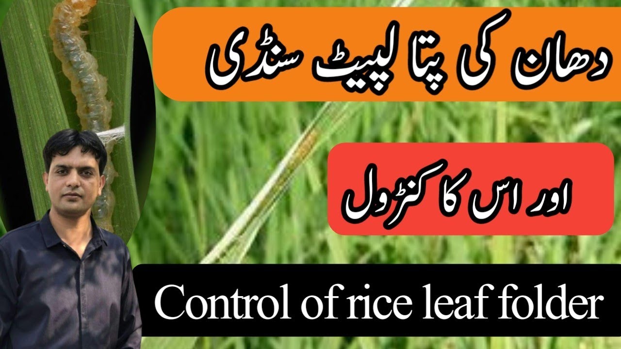 Dhan ki pta laptait Sundi or control | Control of rice leaf folder ...