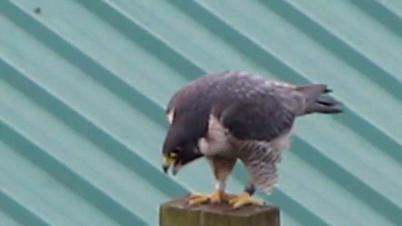 Mating Peregrine Falcon 28/V & mate, April 11, 2010 - YouTube