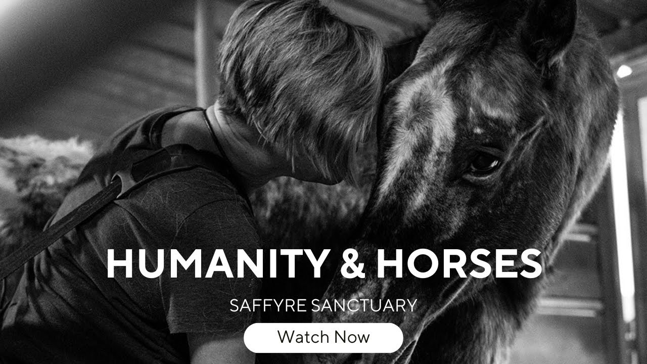 Horse Rescue - The Story of Saffyre Sanctuary - YouTube