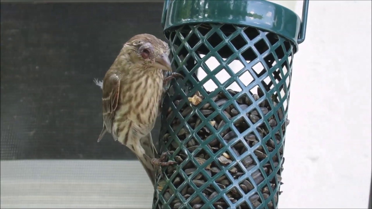 Avian Conjuctivitis in House Finches and American Goldfinches - YouTube