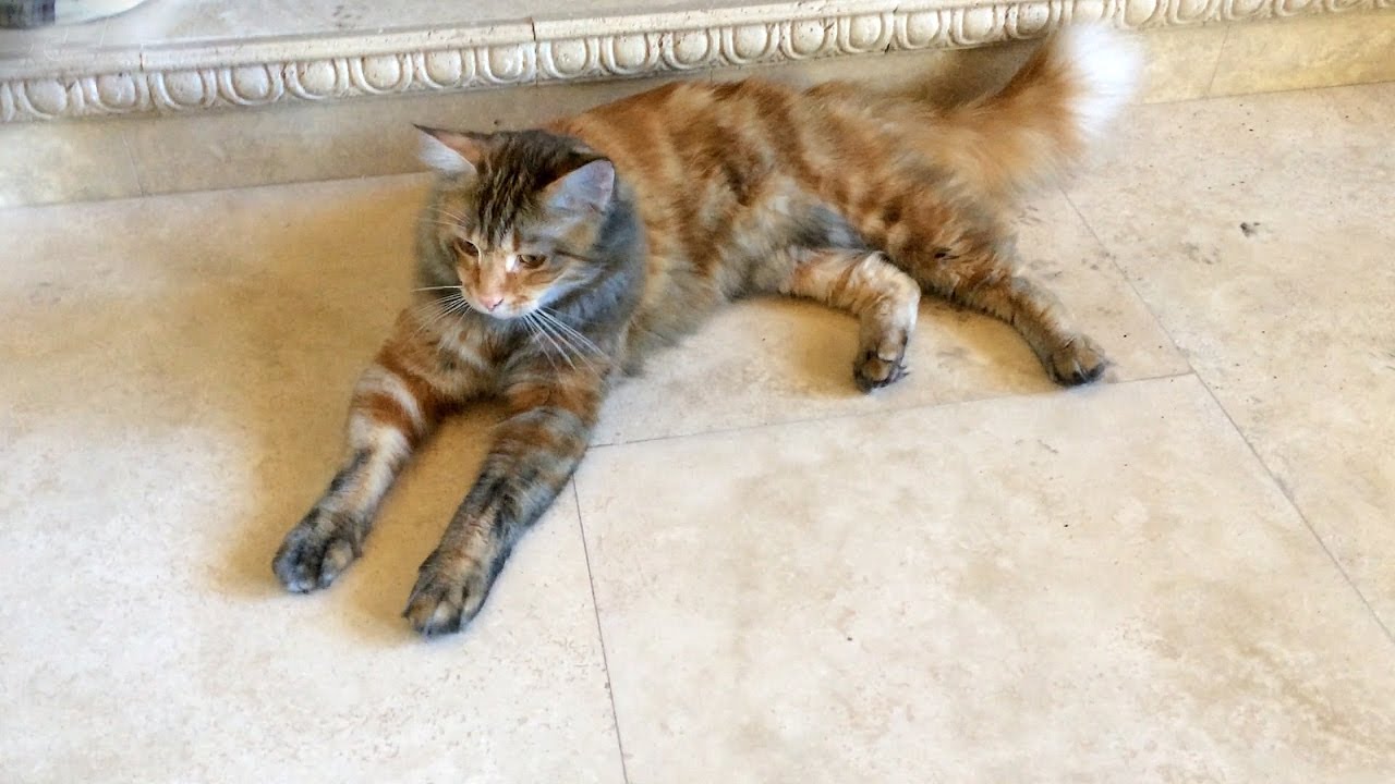 Orange Cat is the new Black Cat covered in soot - YouTube