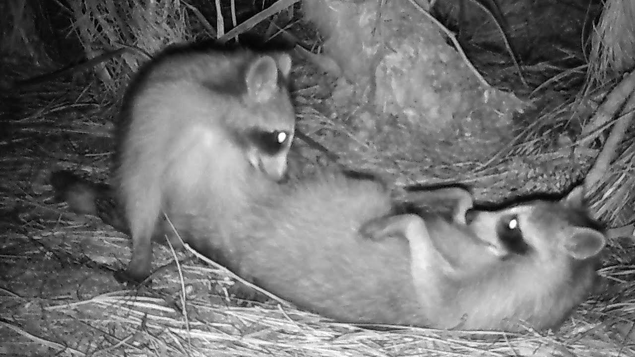 Rich Social Life of Animals - Raccoons - YouTube