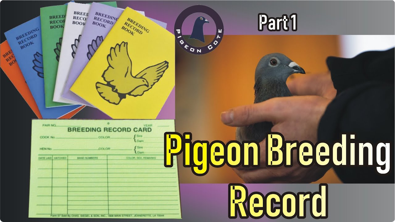 Pigeon Breeding Record Chart | For New Pigeon Fancier | Pigeon Loft ...