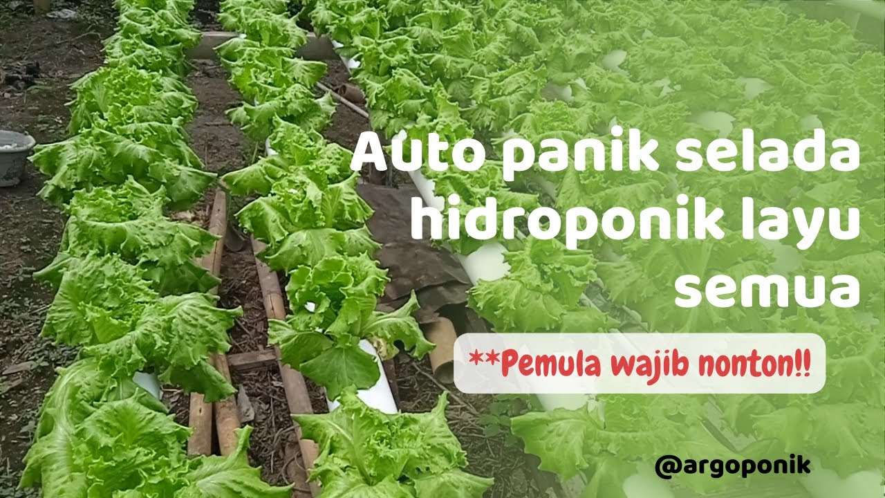Selada Hidroponik Layu Semua Disebabkan Busuk Akar dan Batang ...