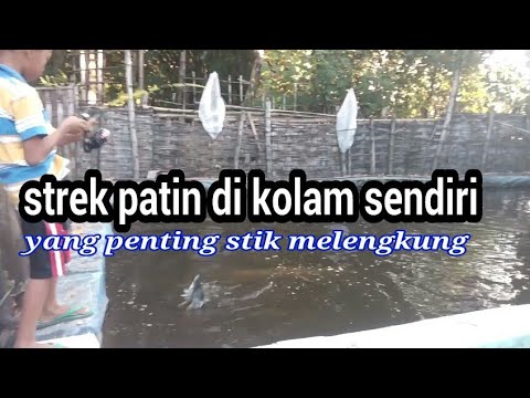 buang birahi mancing di kolam patin tul tul slup