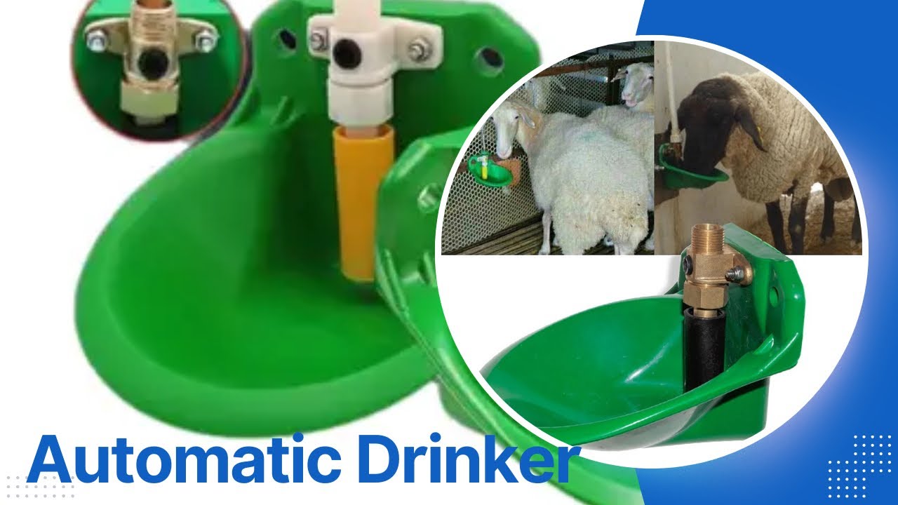 Sheep, goats Automatic drinker installation || Water trough for ...