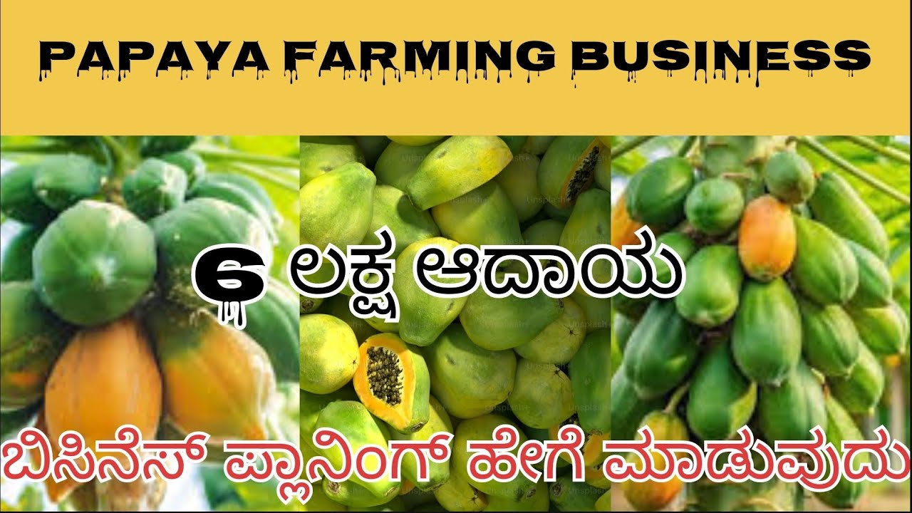 Papaya Farming Business//6 Lakhs Profit 💸 //How to Planning the ...